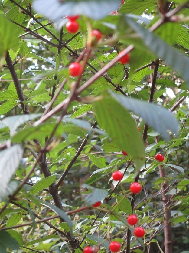 進化のための苦しみ: らせん階段